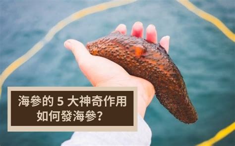 海參的功效與作用 附上海參食譜與處理方法 姐妹加油站