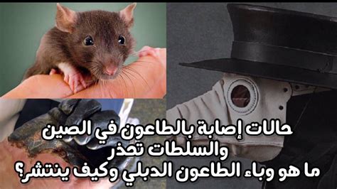 بعد تحذير الصين من انتشاره كل ما تريد أن تعرفه عن الطاعون الدبلي