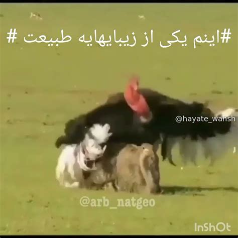 جفت گیری شترمرغحیواناتپرنده هاطبیعتاسبدرهمایرانی Youtube