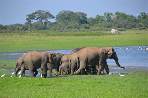 Sri Lanka Culture Nature Exodus