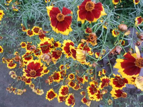 ハルシャギク波斯菊 の花 じっと待つ狩人