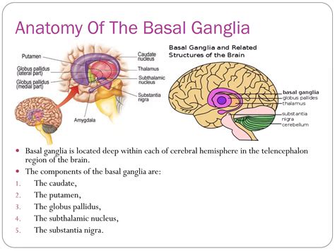 Stroke Basal Ganglia Bleed Pdf Brain And Nervous System Disorders