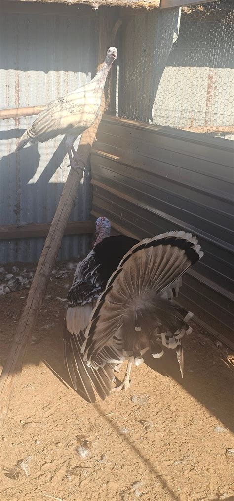 Loressa Paris Chesnut