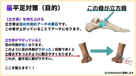 こば｜博多の楽歩堂 On Twitter 外アーチからはじめる扁平足対策 3つのアーチの中で最も重要なのは『外側縦アーチ』です。ここを