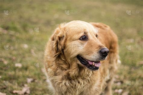 老金毛猎犬