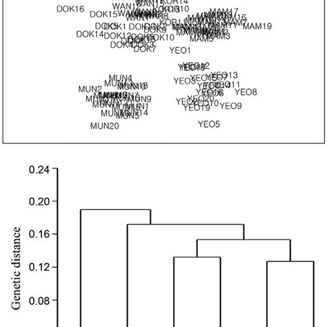 Random Amplified Polymorphic Dna Rapd Analysis A Non Metric Download Scientific Diagram