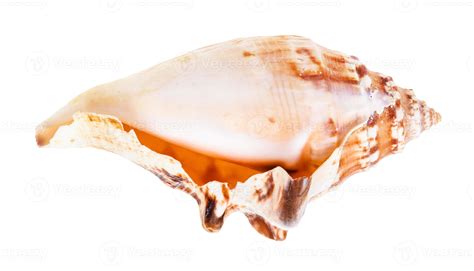 Empty Shell Of Sea Snail Isolated On White Stock Photo At Vecteezy