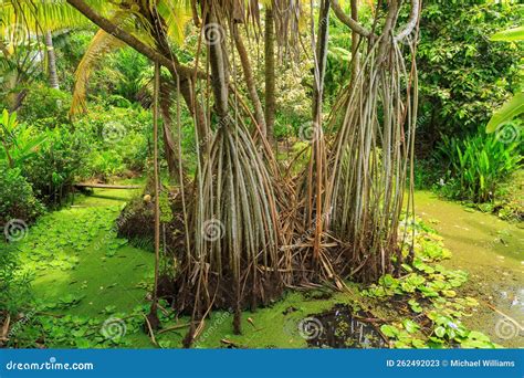 The Prop Roots Of A Pandanus Tree Stock Image Image Of Jungle Swamp
