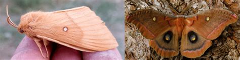 26 Common Moths In Georgia 2023 Bird Watching Hq