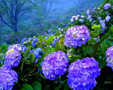 Цветок гортензия Садовая (Большое количество фото!) - treepics.ru