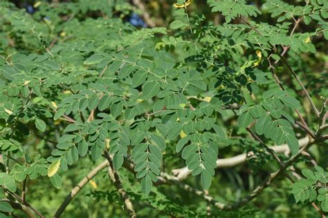 ワサビノキ Moringa oleifera First Qualia