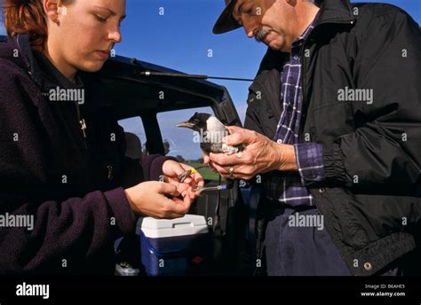 Researcher With Australian Magpie Stock Photo Alamy