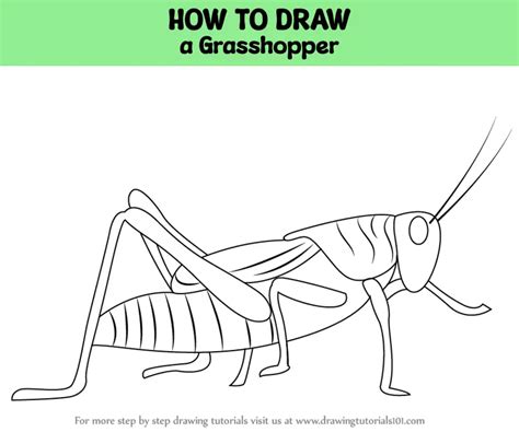 Aggregate More Than 197 Grasshopper Easy Drawing Super Hot Nanoginkgobilobavn