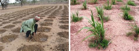 Farmers In Mali And Burkina Faso Apply The Zai Technique To Recover