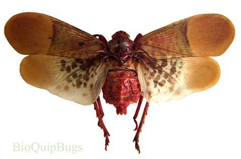 Scamandra Sanguiflua Bioquipbugs