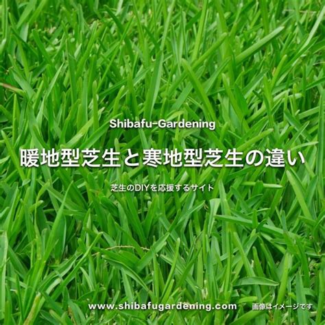 フェスク類暑さにも強い寒地型の西洋芝 DIY芝生ガーデニング 芝太郎