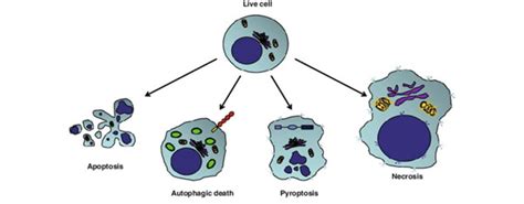 细胞焦亡分析：immunochemistry Caspase 1活性检测试剂盒 每日生物评论