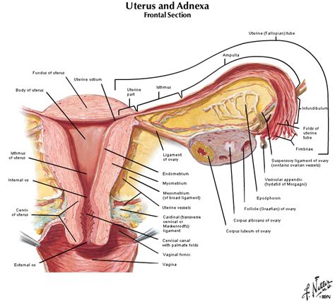 Ampula Trompa Uterina Ginamed Forum