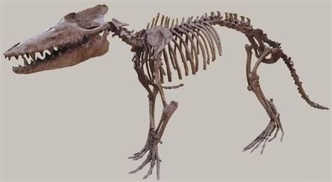 Pakicetus Whale Evolution
