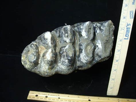 Mastodon Americanum Molar 022824c The Stones And Bones Collection