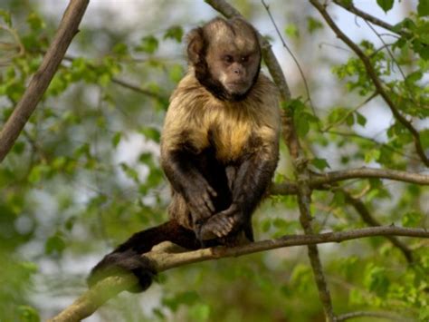 Macaco Prego De Peito Amarelo Características Habitat E Fotos Mundo