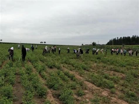 基地 蒙枣科技 内蒙古红枣种植 内蒙古枣树苗种植 内蒙特产蒙枣情饮品 内蒙特产枣茶 乌审旗顺发种植合作社