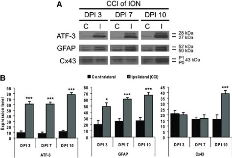 Cx43 Expression Increases In Trigeminal Ganglion Sgcs After Cci Of The
