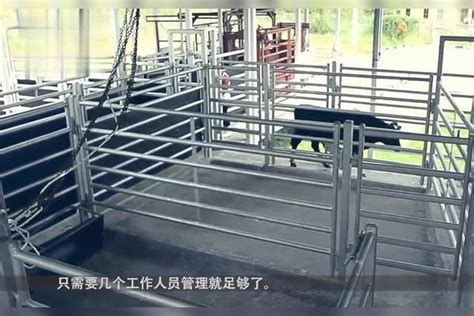 为什么美国牛肉价格便宜？高科技流水线，一天轻松处理上万头牛！流水线价格便宜高科技