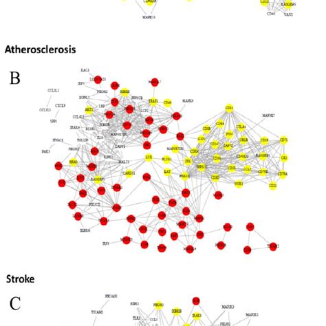 Topology Overlap Matrix Tom Based Connectivity Network In The Tlr Download Scientific