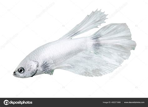 White Betta Fish Isolated White Color Background Suitable Design Stock