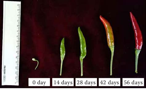 Figure 1 From Optimisation Of The Amount Of Nitrogen Enhances Quality And Yield Of Pepper