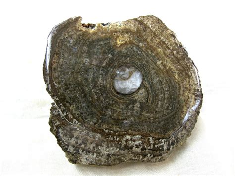 Utah Girvanella Stromatolite 26 Fossils For Sale