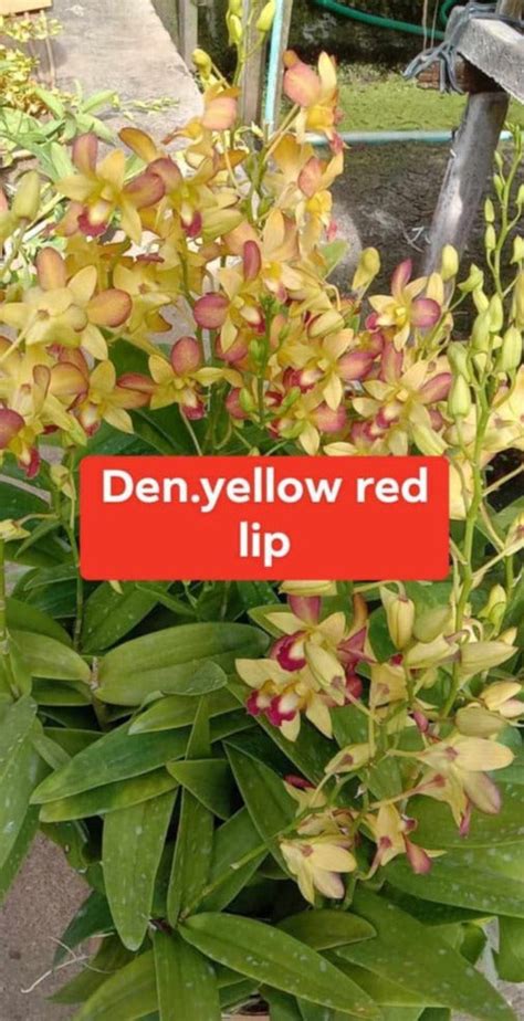Dendrobium Yellow Red Lip Buy Plant Online In India Growcerys