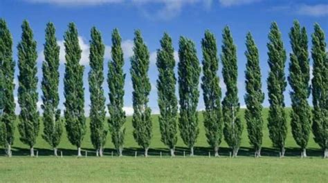 Tree Farming इस पेड़ की खेती से होगी छप्परफाड़ कमाई मार्केट में हैं