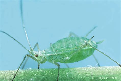 Pea Aphid Ipm Guidelines For Grains