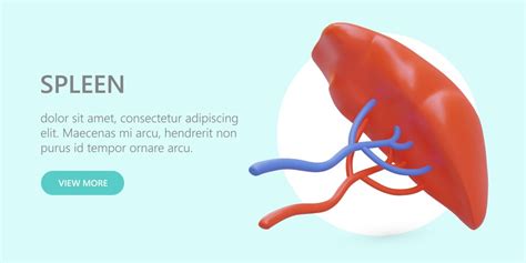 3d Small Intestine Realistic Human Internal Organ Vector Image
