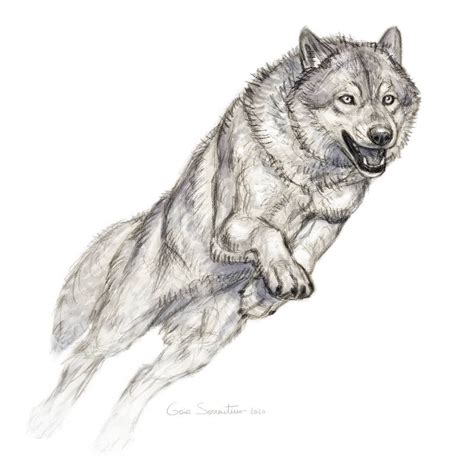 Canine Drawing Canine Art Wolf Drawing Animal Sketches Animal
