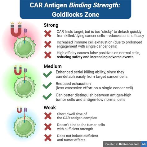 Iona Stephen On Linkedin Car Antigen Binding Strength