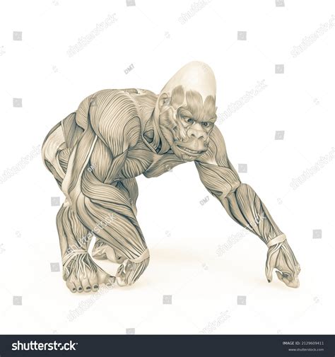 Gorilla Walking On Muscle Map Anatomy Stock Illustration 2129609411