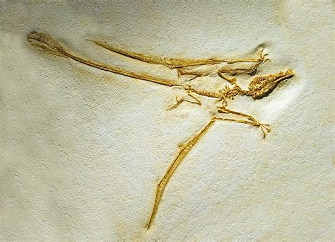 Rhamphorhynchus Fossil Photograph By Millard H Sharp