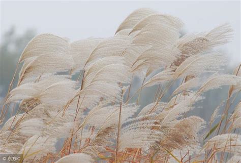 幾句蘆花古詩詞 愜意深秋 盪盡煩憂 每日頭條