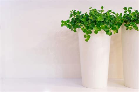 有关maidenhair Fern 制氧厂 受自然启发 叶子图案 園藝 垂直拍摄 室內植物 室內設計 室内园艺 室内植物