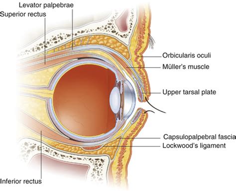 The Eyelids Conjunctiva Muscles Lacrimal Glands Teachmeanatomy Atelier Yuwaciaojp