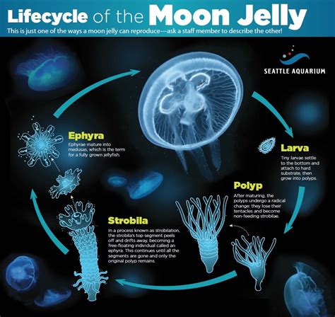 Jellyfish Lifecycle Jellyfish Jellyfish Facts Marine Biology