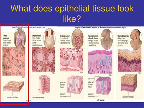 Structure Of Epithelial Tissue