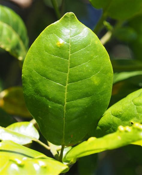 Rainforest Tree Of The Month April 2021 Fuzzy Lemon Aspen Paluma