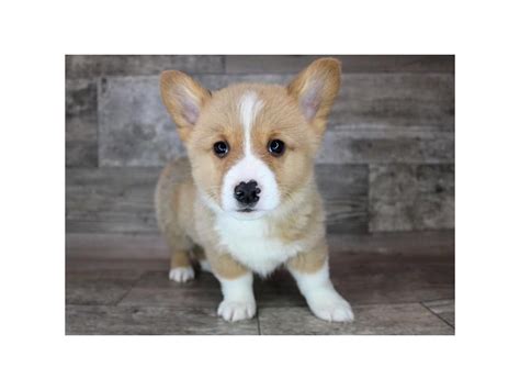 Pembroke Welsh Corgi Dog Male Red 3850341 Petland Murfreesboro