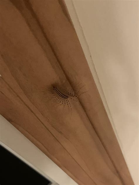 What Is This Insect Found In My Apartment In Ct R Whatsthisbug
