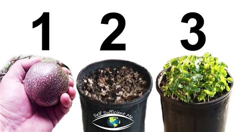 Passion Fruit Plant Growing Stages Garden Plant