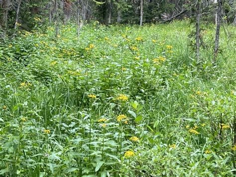 Upper Cataract Lake Colorado Hike Guide Virtual Sherpa